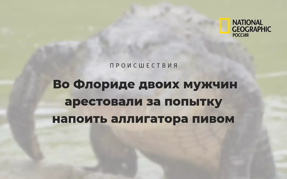 У Флориді двох чоловіків заарештували за спробу напоїти алігатора пивом