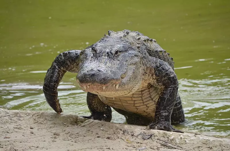 I-alligator, _frida.jpg