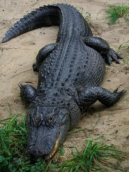 450px-American_alligator.jpg.