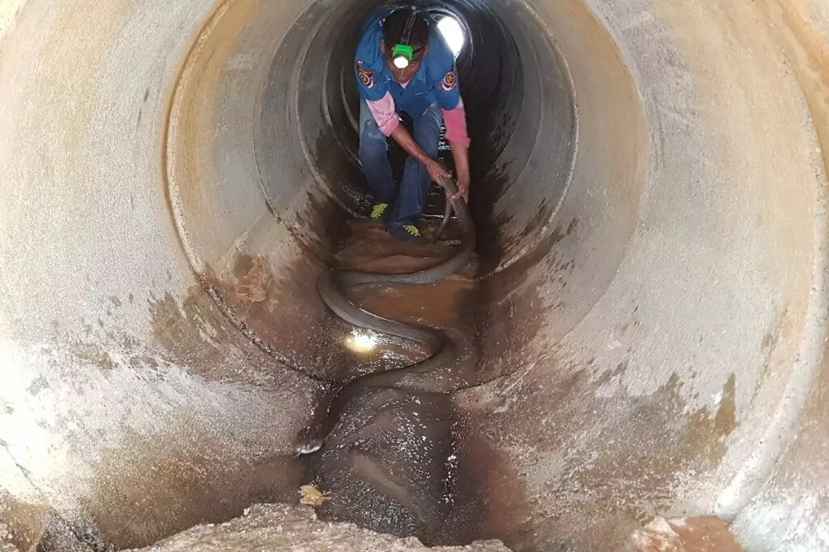 Na Tailândia, pegou Cobra de quatro metros, escapando dos perseguidores no esgoto