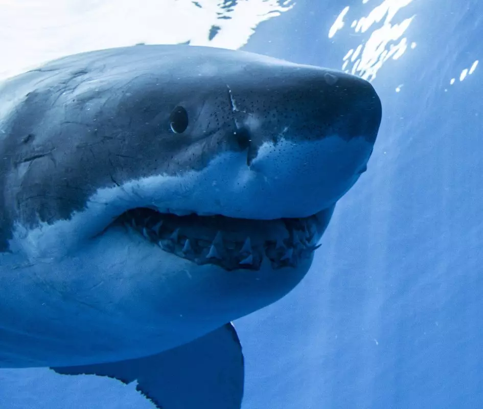 Fënnef Meter Shark grouss eng Zell mat Leit: e populäre Geschäft a Mexiko