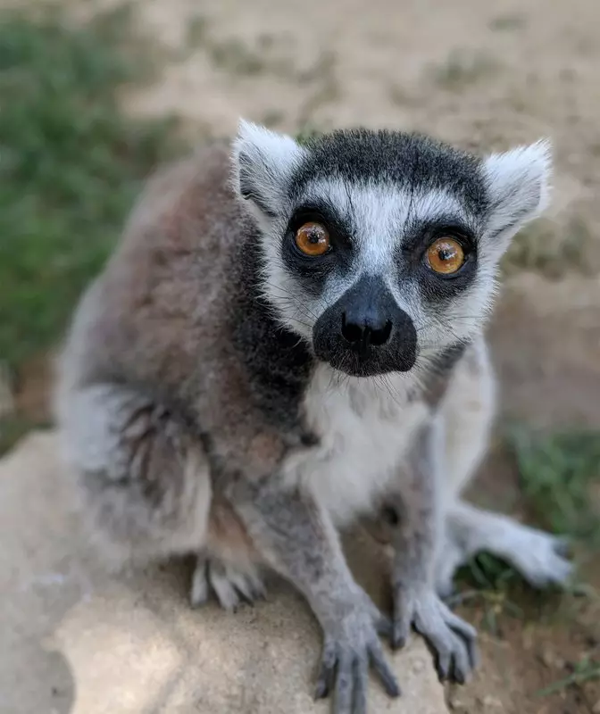 La ulo ŝtelis lemuron de la zoo kaj iris al malliberejo