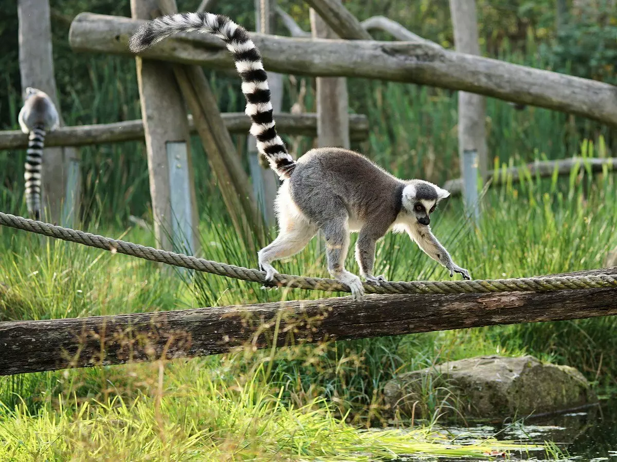 Бөгжний сүүлтэй-Lemur-2934627_1280.jpg