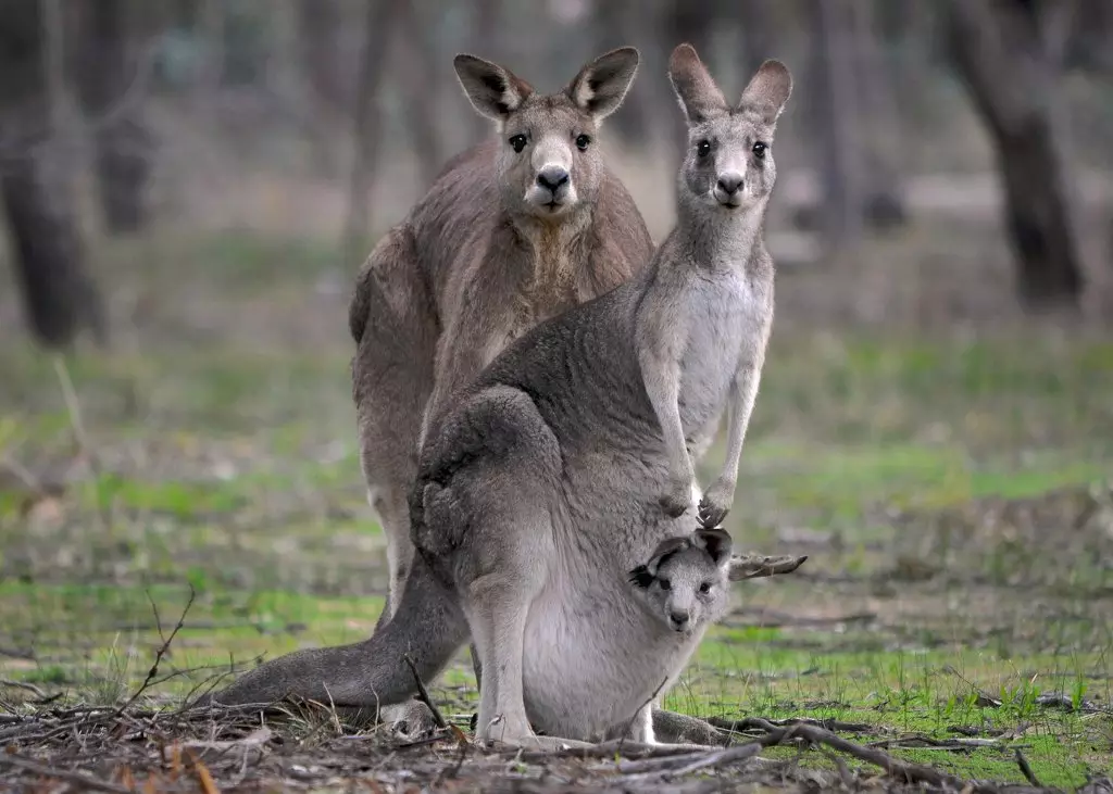 Izinja ezingenamakhaya zibheke kwi-Kangaroo ezintathu kwi-zoo yehrevan