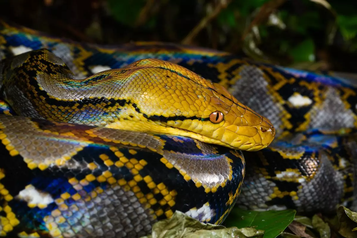 一個美國人發現了140只蛇的房子裡的死者