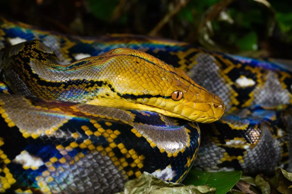 Retikulatus python.