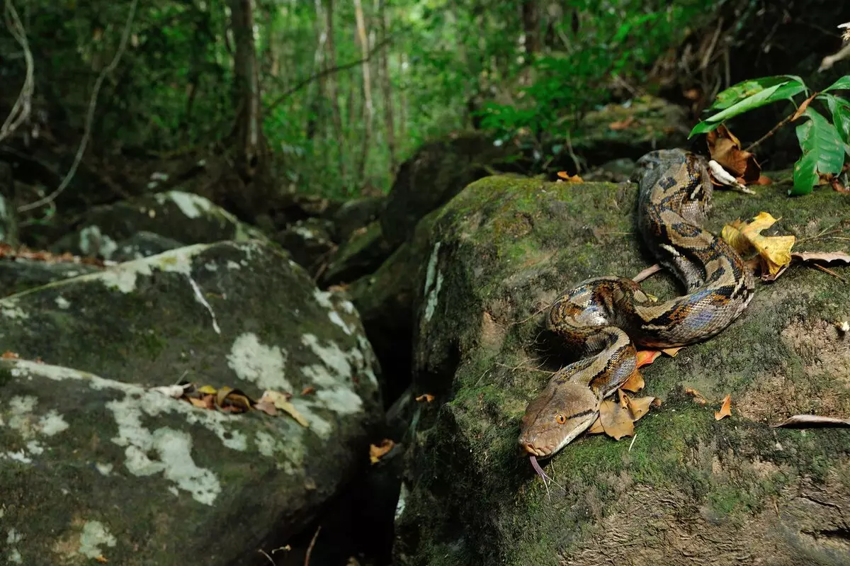 Python reticulatus.