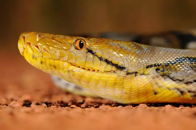 Retikulatus python.