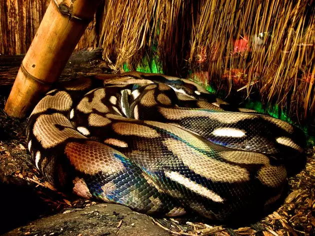 Python reticulatus.