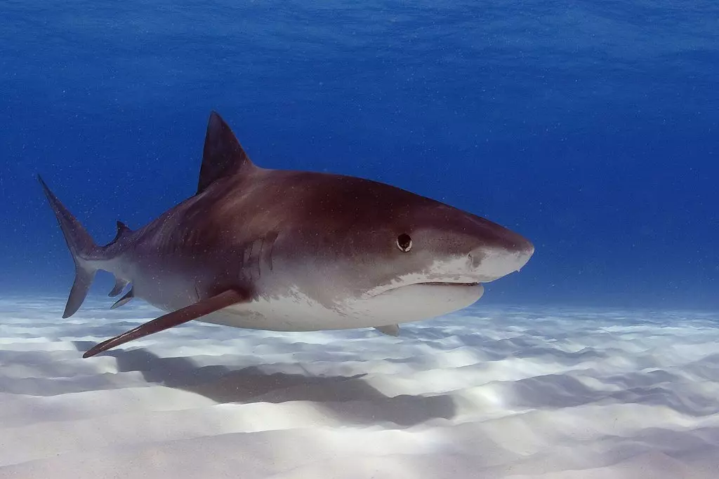 Dans le requin de l'estomac, ils ont trouvé la main du touriste disparu: ils ont été identifiés par la bague