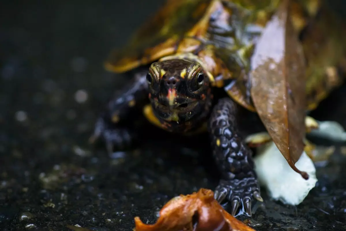 Nadir kaplumbağalarının Onlarca Japon Zoo çalınan