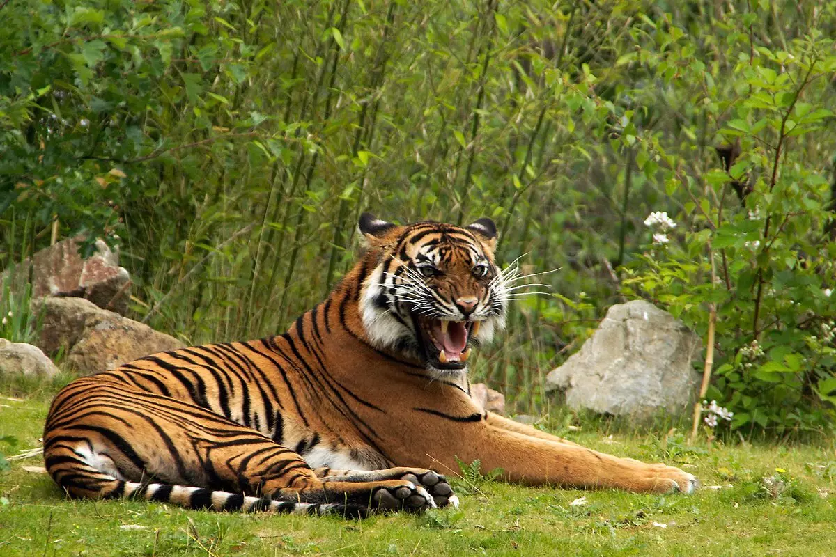 Sumatran Tiger斥掉了印尼語。動物仍然在野外