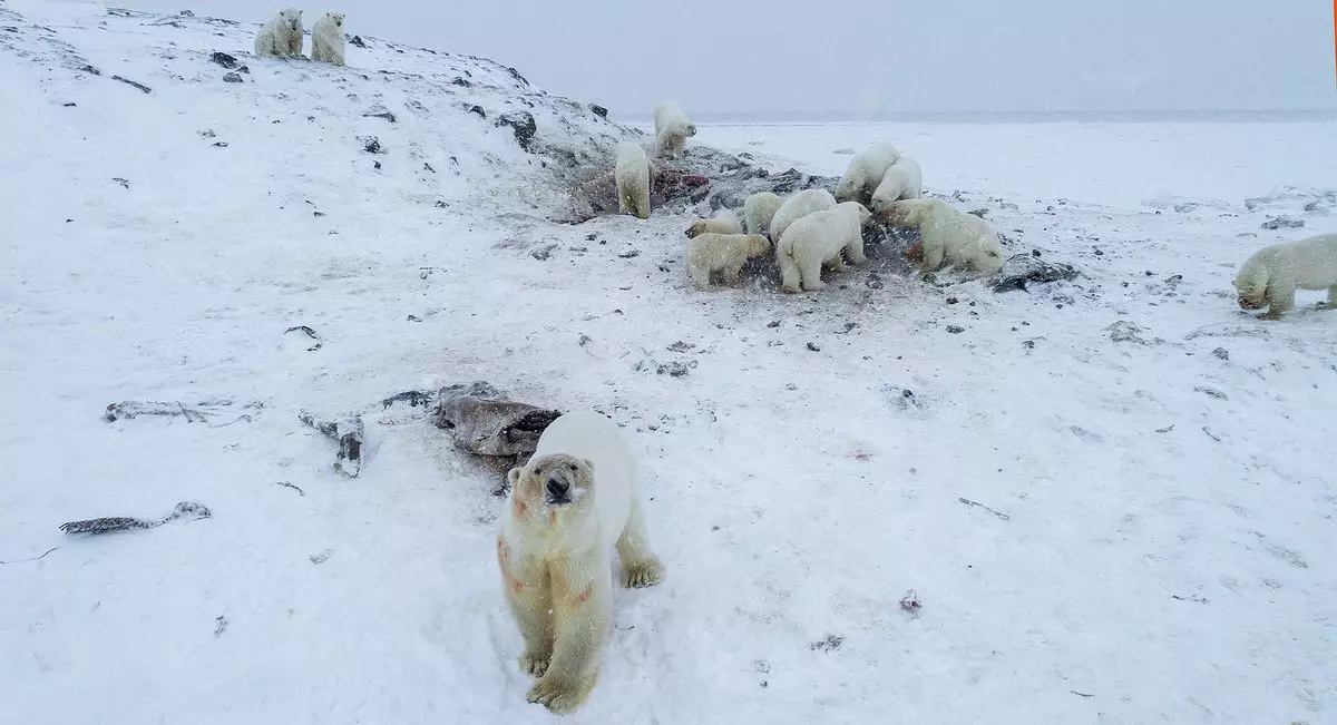 56 Lední medvědi se shromáždili v blízkosti Chukchiho vesnice
