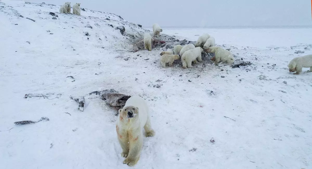 56 orsijiet polari miġbura ħdejn ir-raħal Chukchi