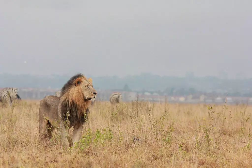 Во Кенија, Лев избега од резерва и збунет човек