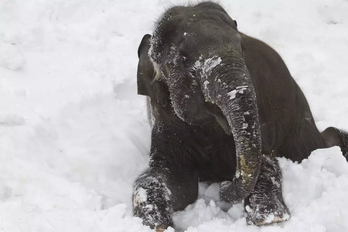 Elefante na neve: Animais de circo ida a pé pelo inverno Yekaterinburg