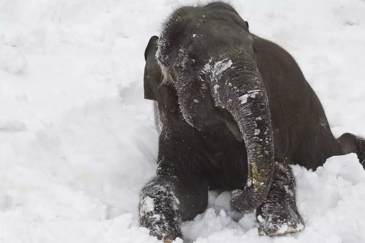 Gajah di salju: Hewan sirkus pergi melewati musim dingin Yekaterinburg