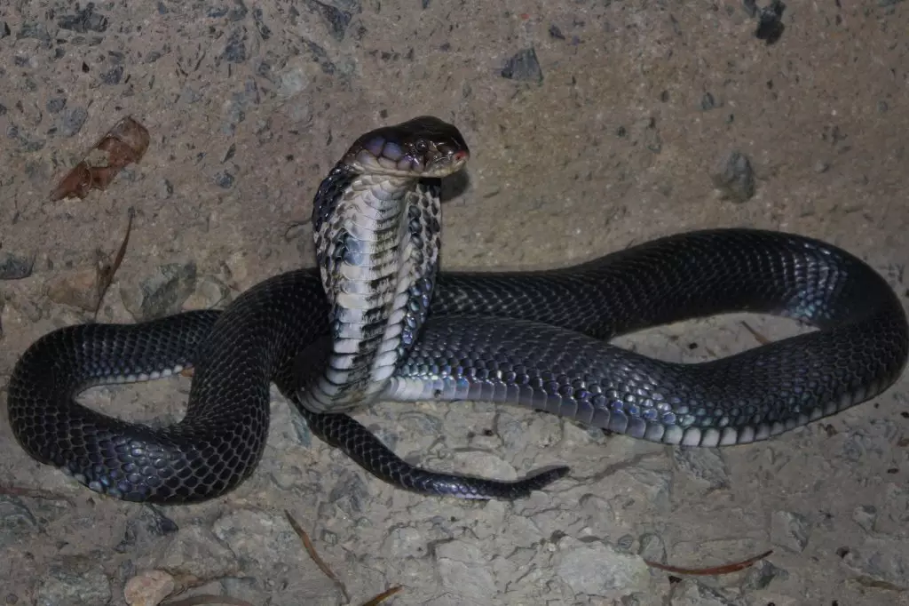 Kinijos Cobra.