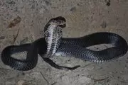 Kinesisk Cobra.