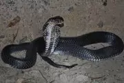 Chinese Cobra