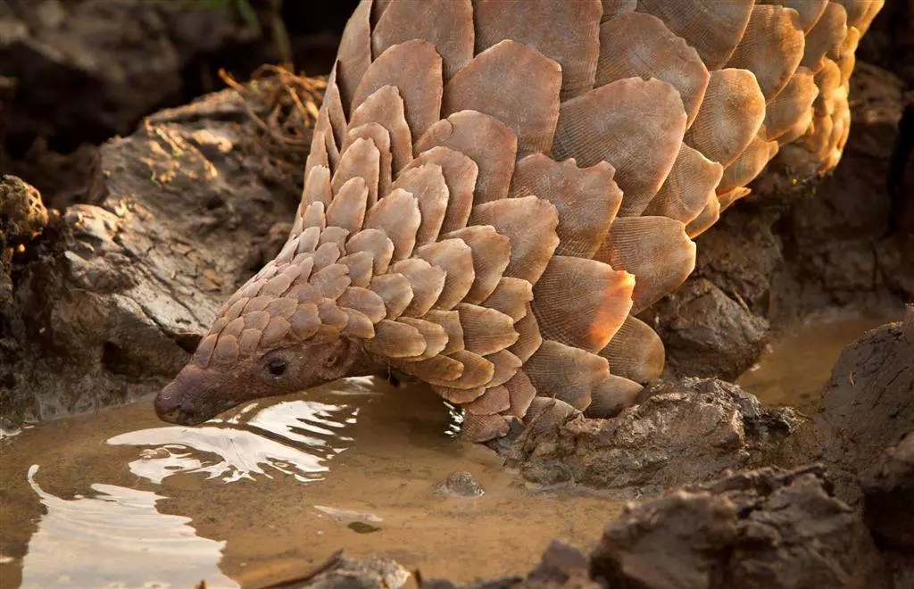 Nadiskobrehan ang Coronavirus sa mga Pangolins. Tingali pinaagi kanila gipasa niya ang usa ka tawo