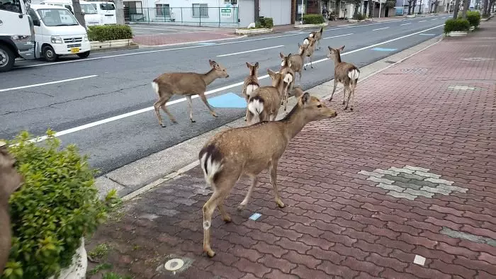 Animals-In-Streets-In-Coronavirus-Quarantäne-5E70E6652D431__700.jpg