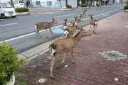 Animales en calles, durante-coronavirus-cuarentena-5e70E6652d431__700.jpg