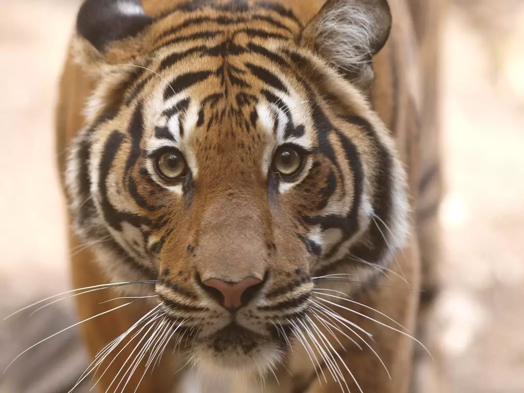In the US, the tigress has infected COVID-19 from a person