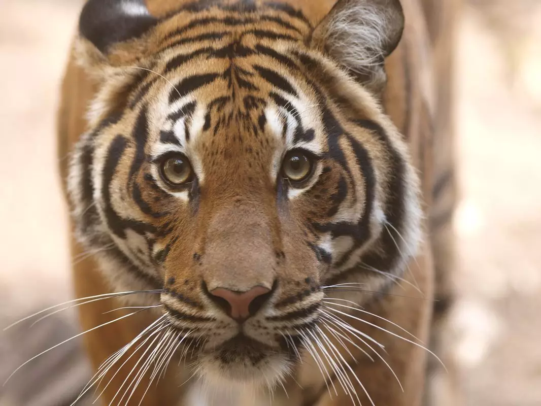 Aux États-Unis, la Tigress a infecté Covid-19 d'une personne