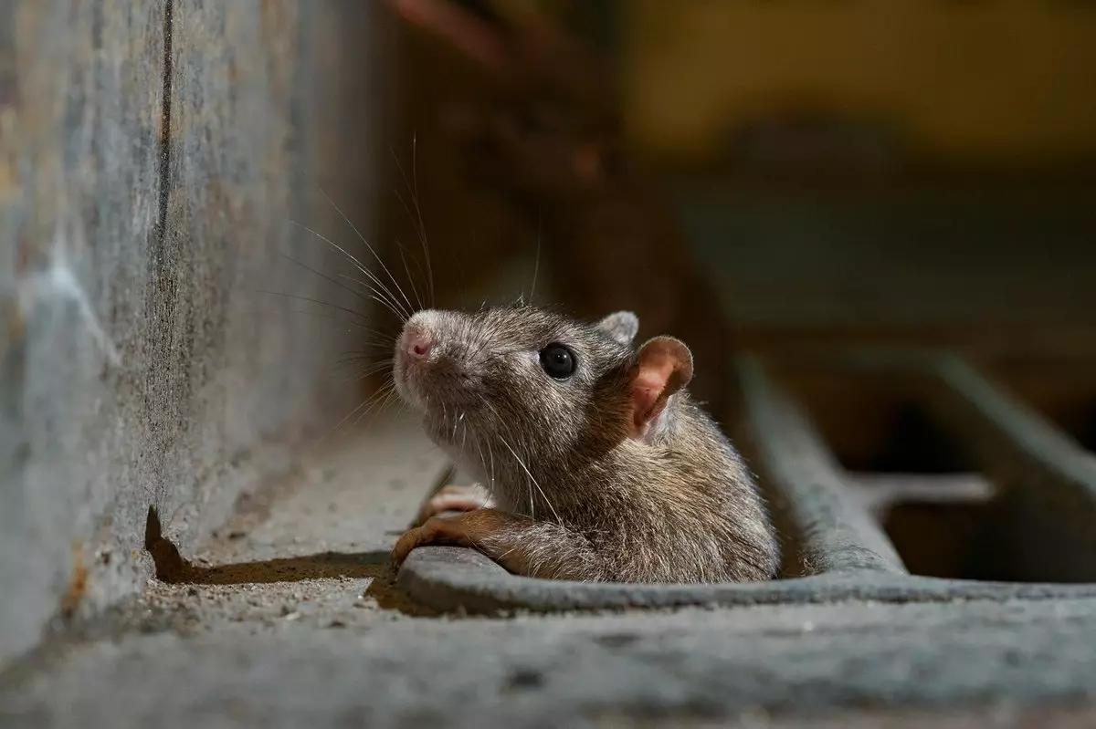 Hungry rats storming the streets and houses during universal insulation