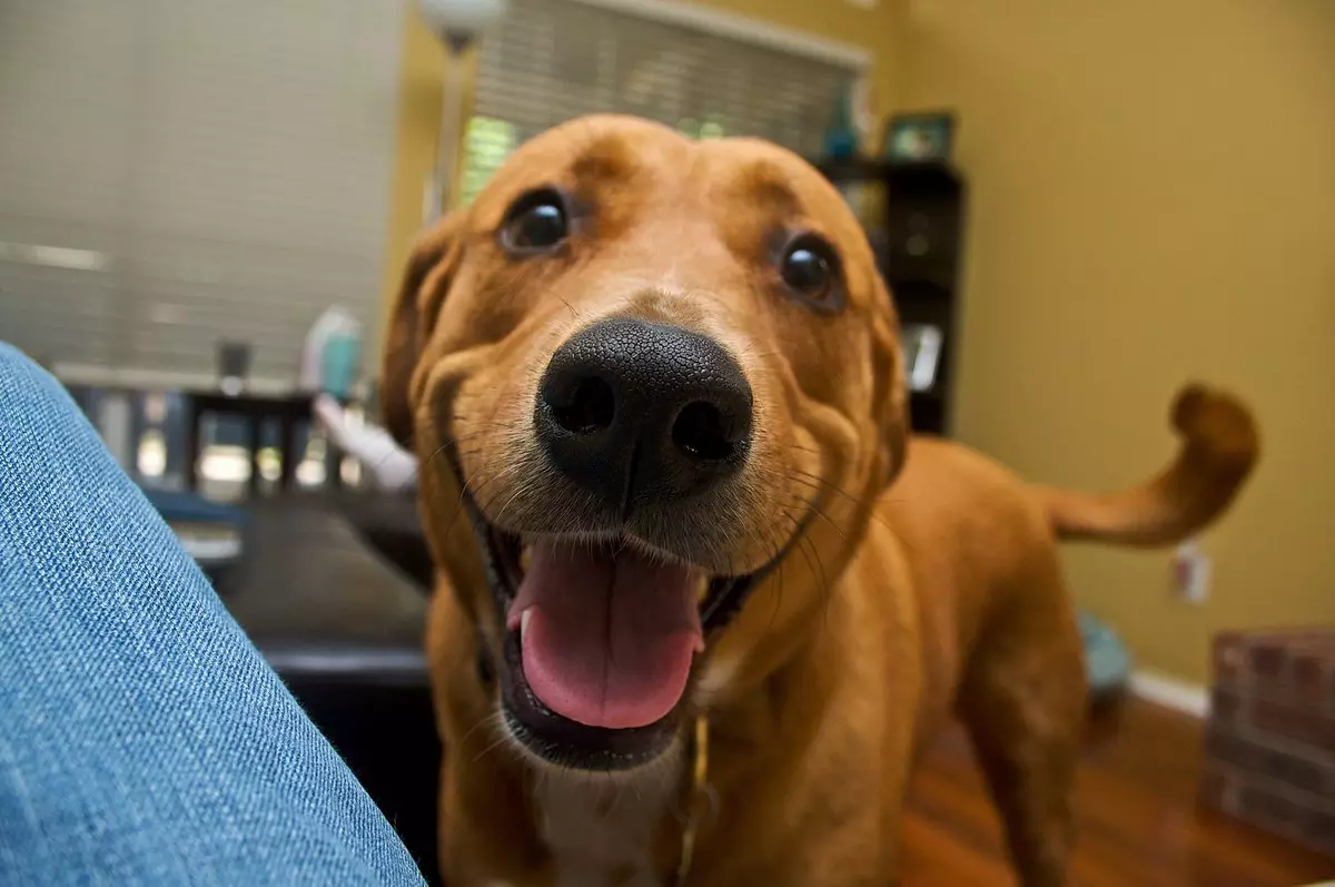 Vyškolení psi budú sniffer coronavirus