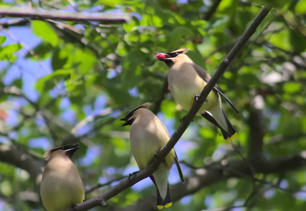 Ptica pjevanje promijenio u karantinu tišini zbog COVID-19