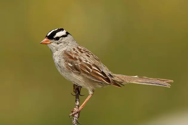 Бело-крунисан-sparrow.jpg