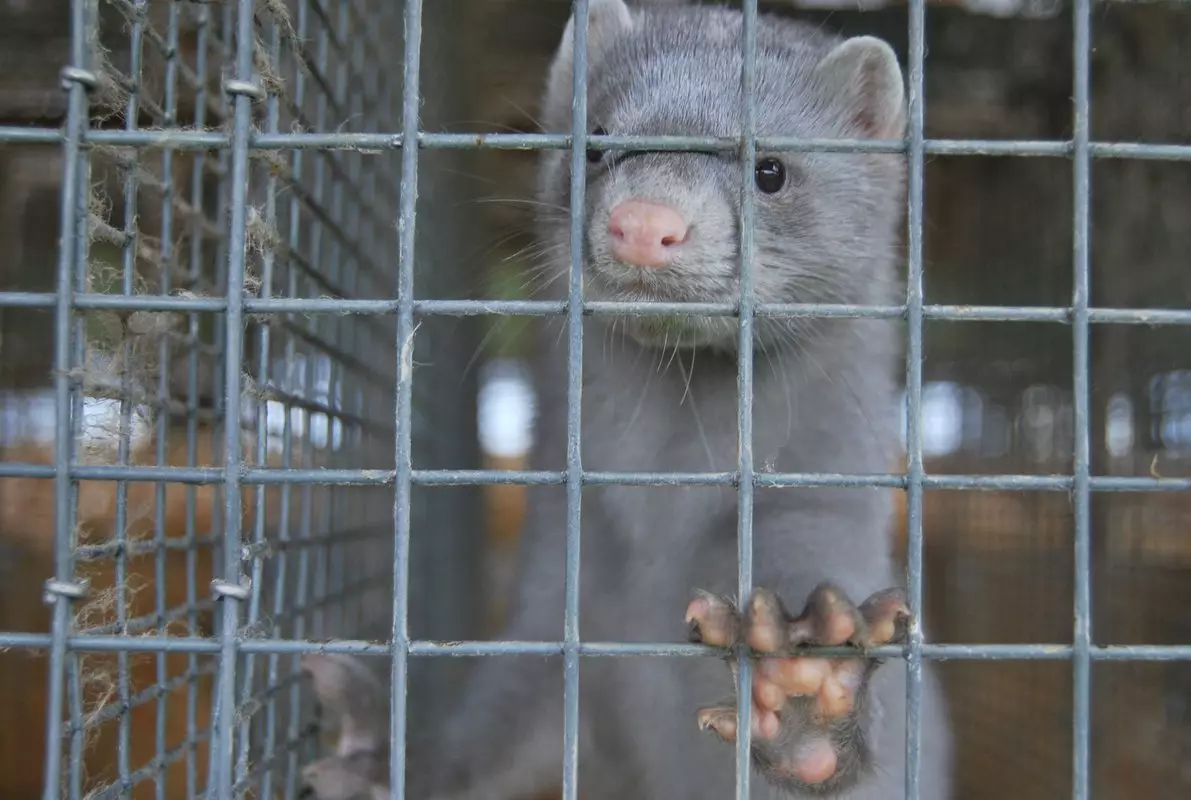 Shfarosja e minks në Danimarkë njihet ilegale