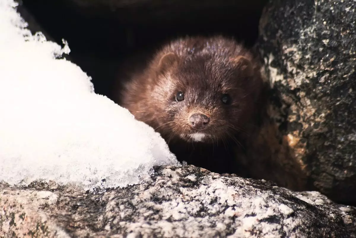 Alianguka kutoka kwa beversers ya Denmark minks inaweza kuambukiza wanyama pori coronavirus