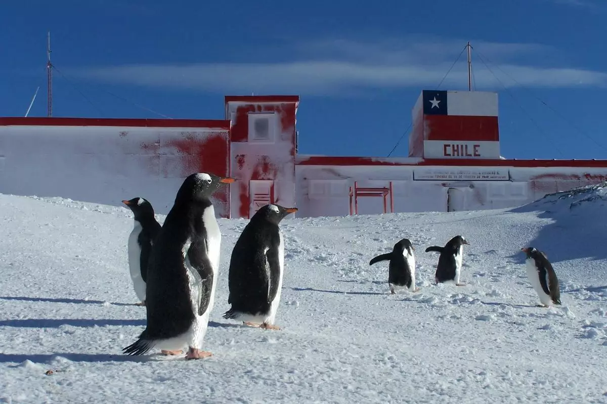 Coves Covid-19 li Antarctica rast in. Naha pandemîk hemî parzemînan veşartiye.