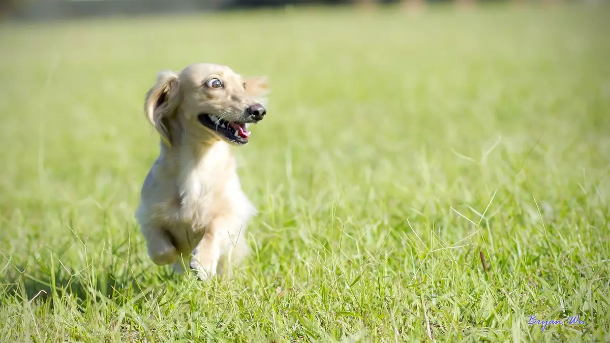 Naha ucing sareng anjing vaksin sorangan ti covid-19