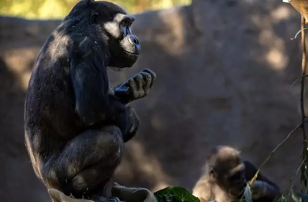 Sa American Zoo, nabakunahan ang mga unggoy gikan sa Covid-19