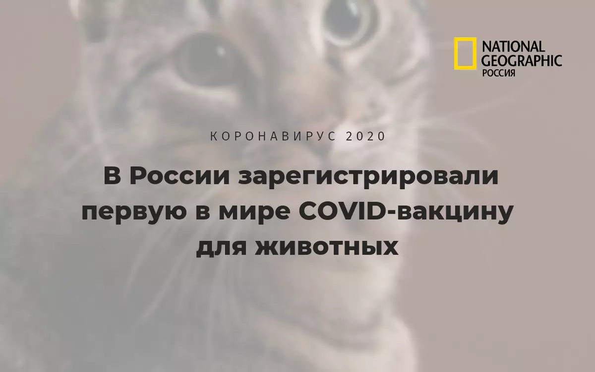 В Русия, регистриран първият в света covid ваксина за животни