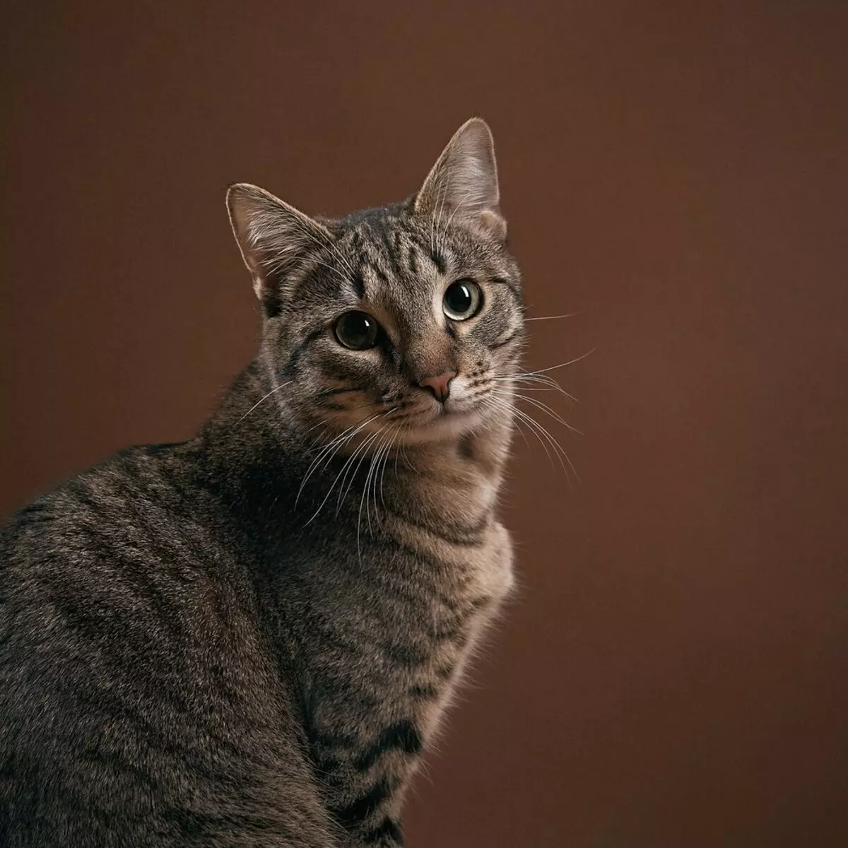 Cat Rembrandt