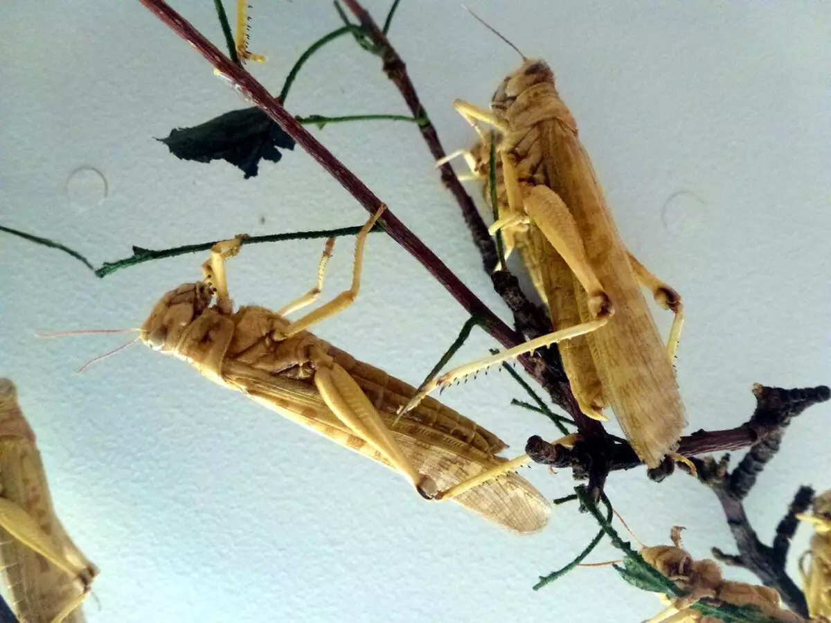 Somali, çəyirtkə işğalı. Biopestsids onunla mübarizə aparacaq