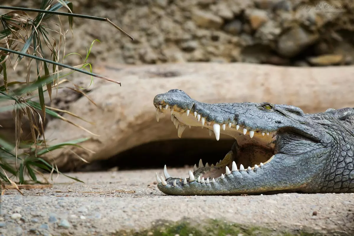 Stanovnik Ruanda prekršio karantenu i otišao na pecanje. On je pojeo krokodil