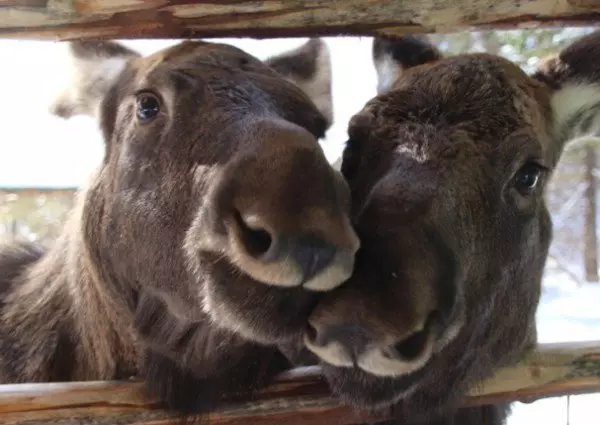 Urso faminto confuso dois animais de estimação etnopark em komi