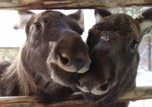 Hungry Bear sekava kaksi lemmikkiä etnopark komi