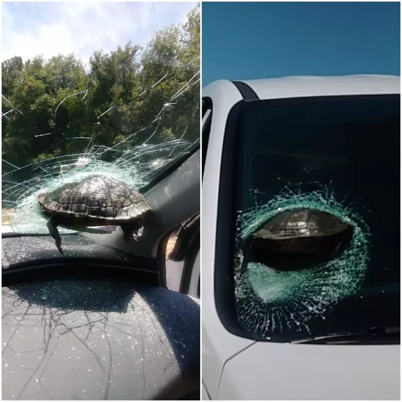 Turtle terbang ke kaca depan mobil: Video