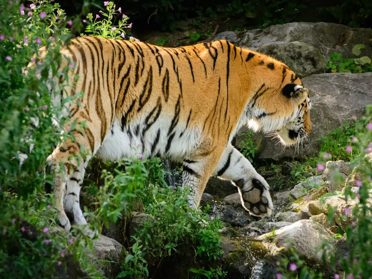 Amur Tiger fra Zoo i Zürich