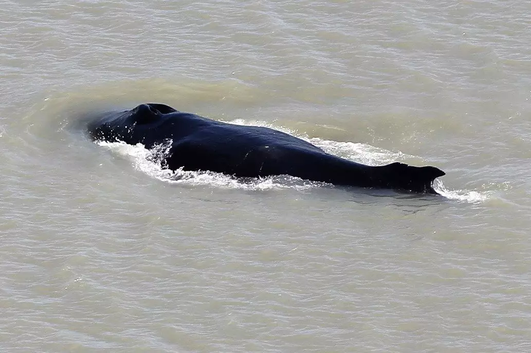 Humpback Wale falsch a voller Krokodiler River geschnidden a kann net zréck goen