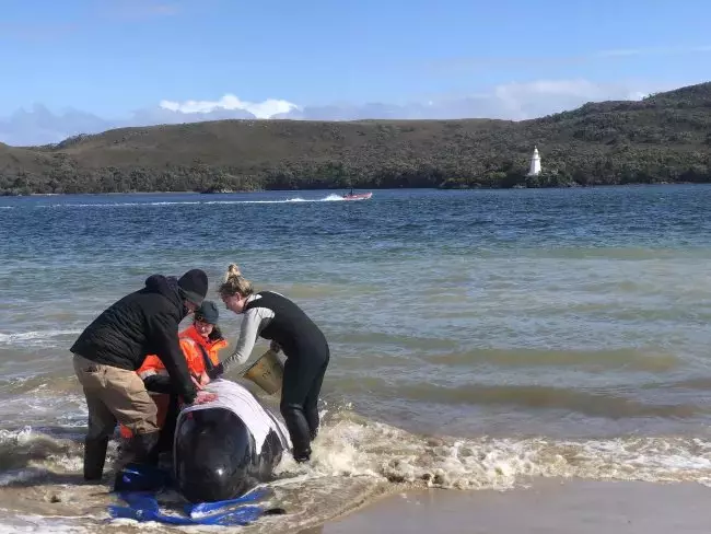 470 golfiños negros atrapados da costa de Tasmania. Esta é a maior emisión de Gund para a historia da illa.