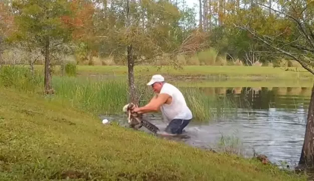 Niştecîhek 74-salî ya Florida kûçikek ji Grazing Alligator xilas kir: Vîdeo