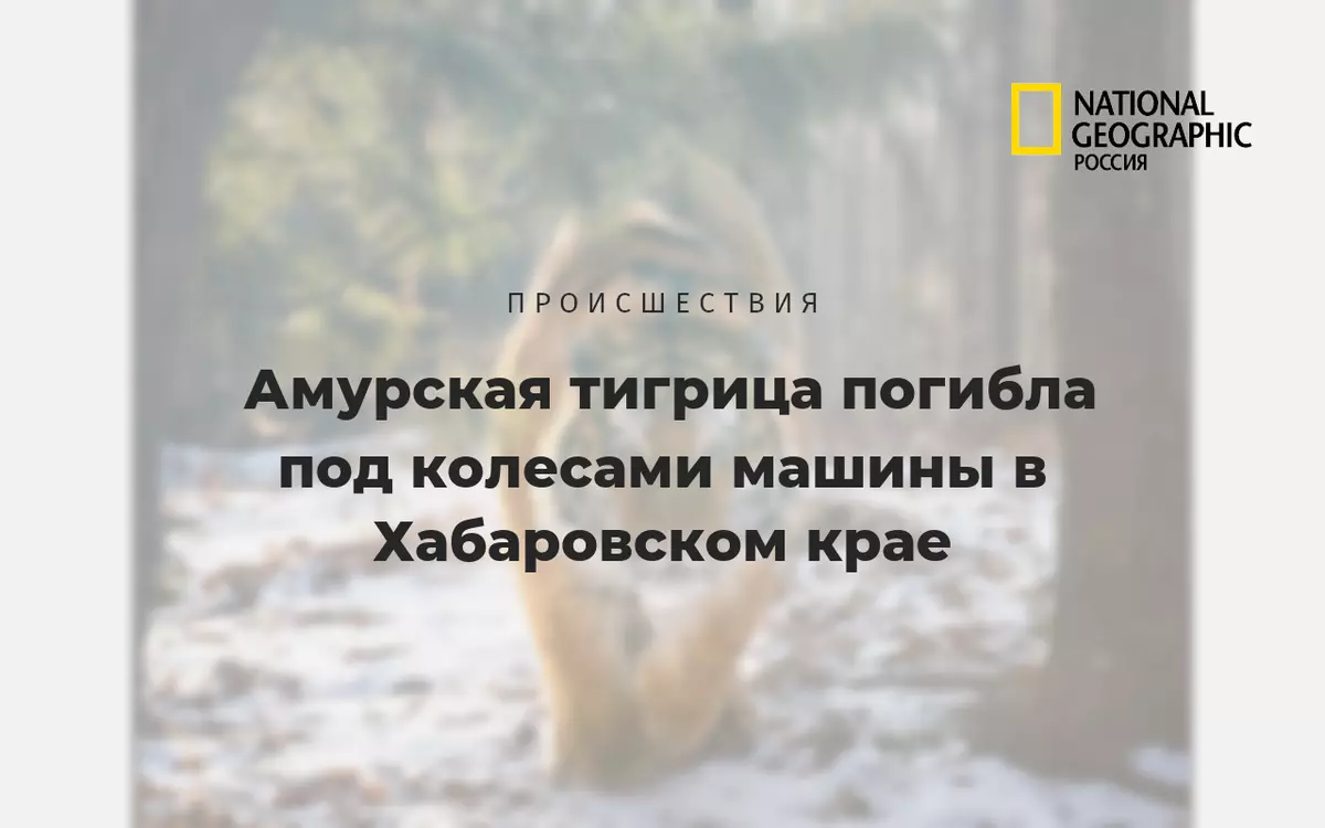 अमूर बाघ को खाबारोवस्क क्षेत्र में कार के पहियों के नीचे मृत्यु हो गई